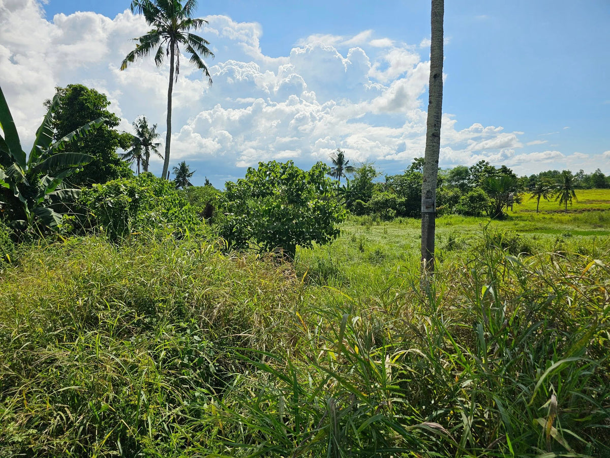 Bohol lot for sale 11,000 sqm near Highway, school and airport Ubay Bohol